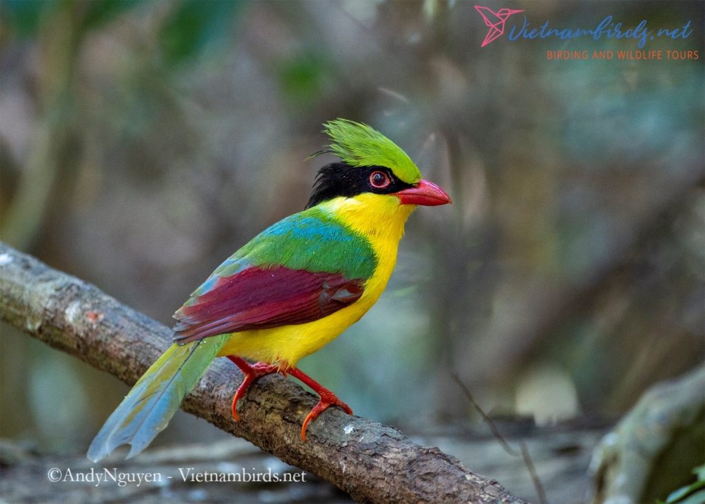 Indochinese green magpie - Yellow-breasted magpie