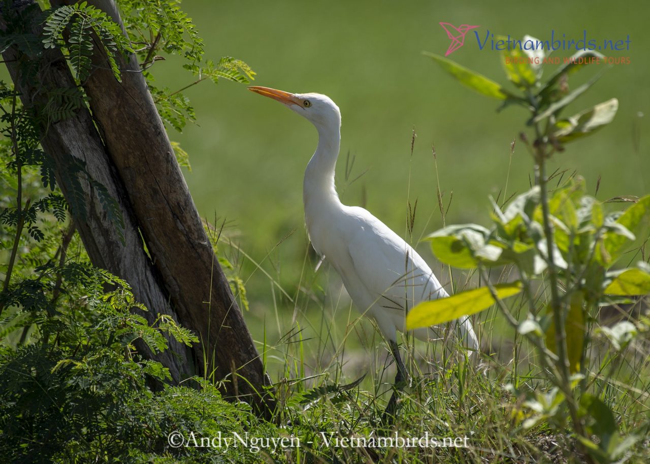 How to Identify for Egret group? - Vietnam Bird Watching and Wildlife Tours