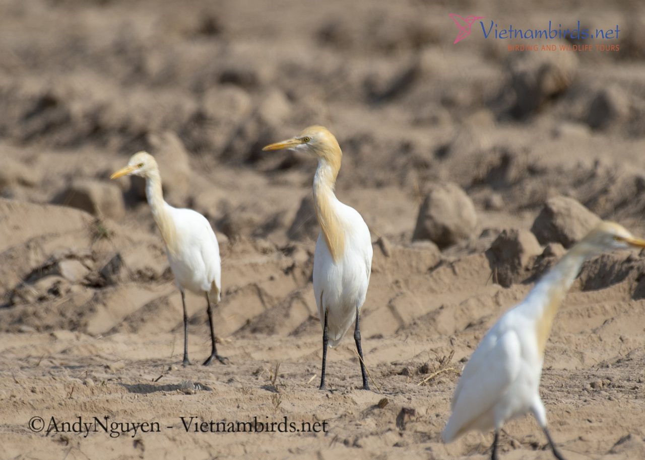 How to Identify for Egret group? - Vietnam Bird Watching and Wildlife Tours