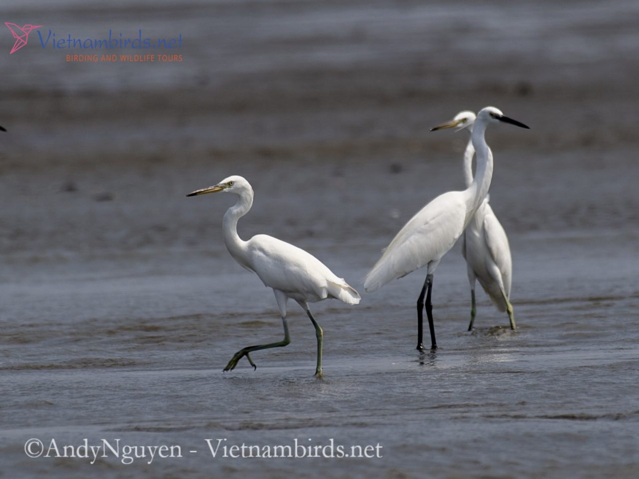 How to Identify for Egret group? - Vietnam Bird Watching and Wildlife Tours