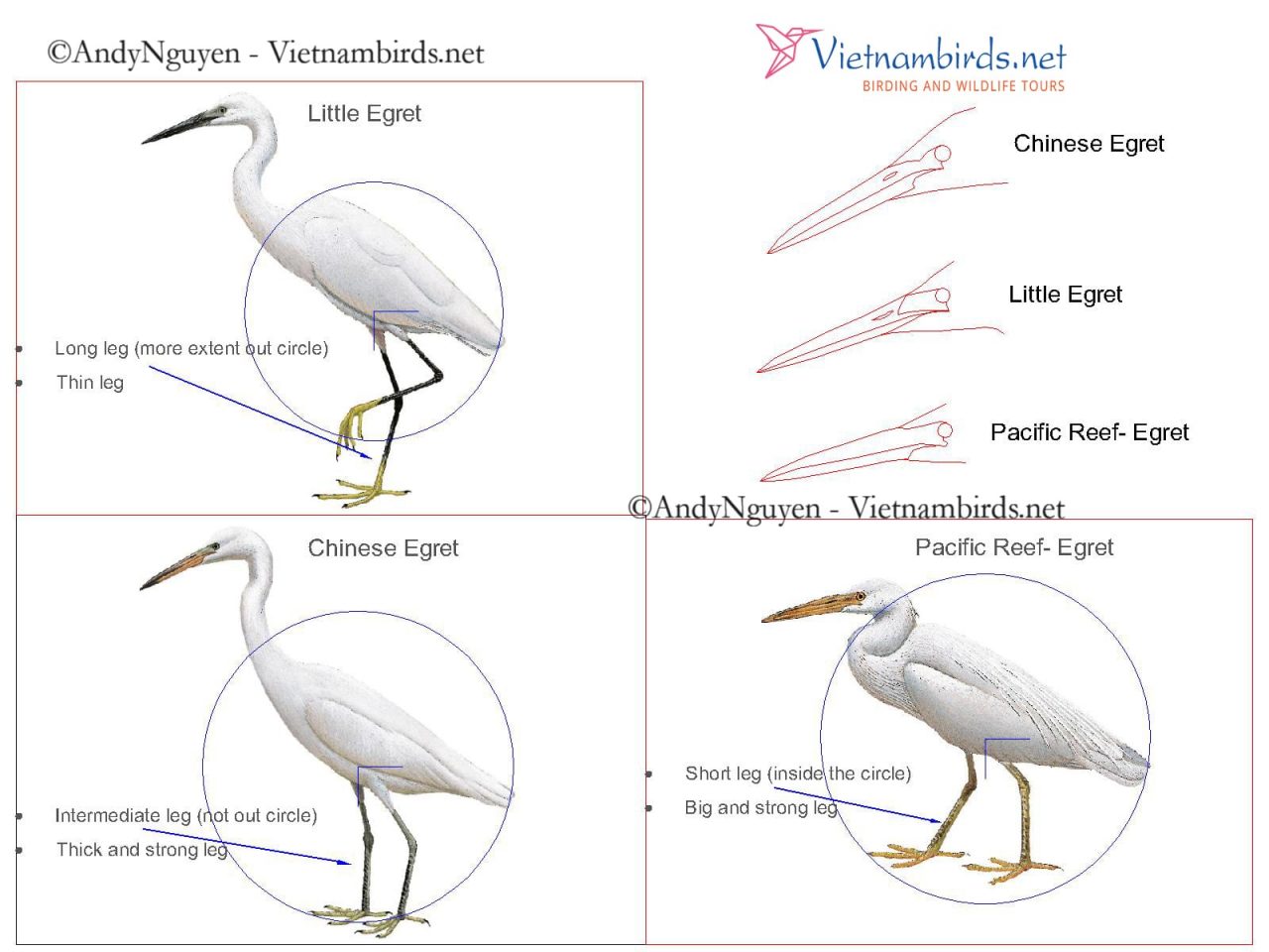 How to Identify for Egret group? - Vietnam Bird Watching and Wildlife Tours