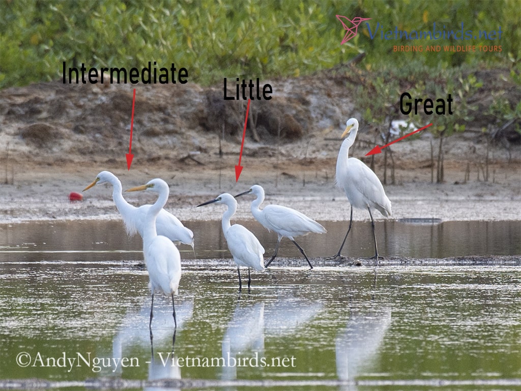 How to Identify for Egret group? - Vietnam Bird Watching and Wildlife Tours
