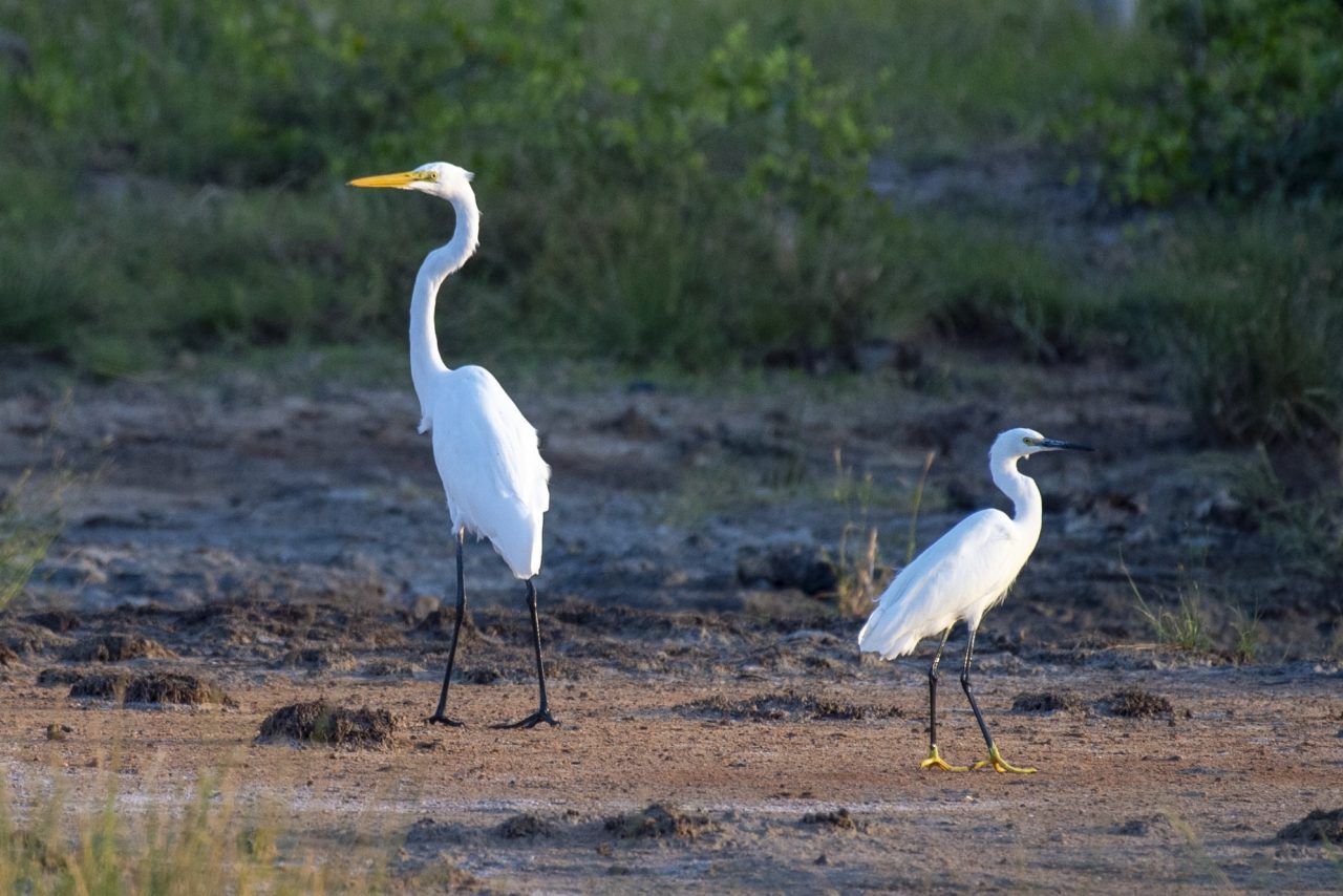 How to Identify for Egret group? - Vietnam Bird Watching and Wildlife Tours