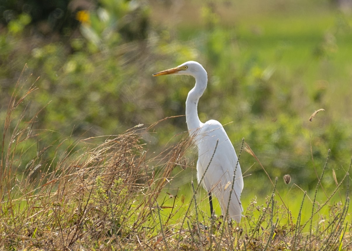 How to Identify for Egret group? - Vietnam Bird Watching and Wildlife Tours