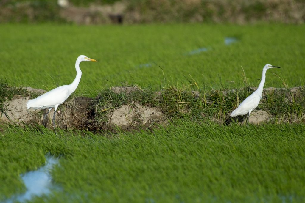 How to Identify for Egret group? - Vietnam Bird Watching and Wildlife Tours