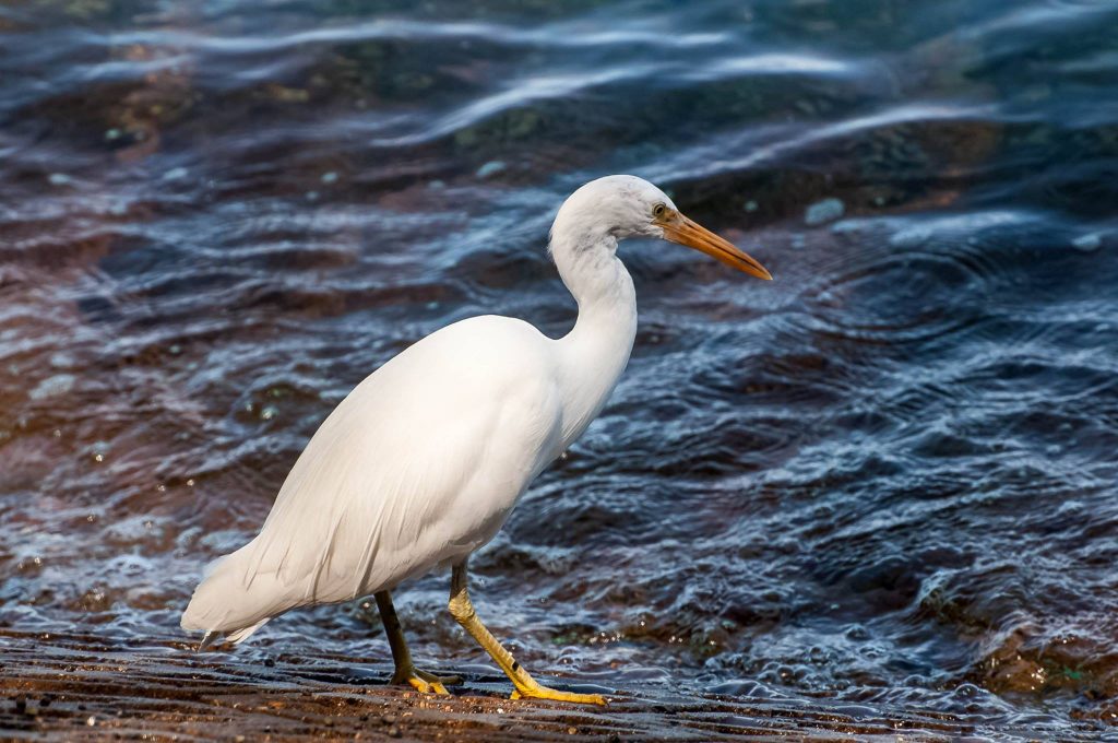 How to Identify for Egret group? - Vietnam Bird Watching and Wildlife Tours