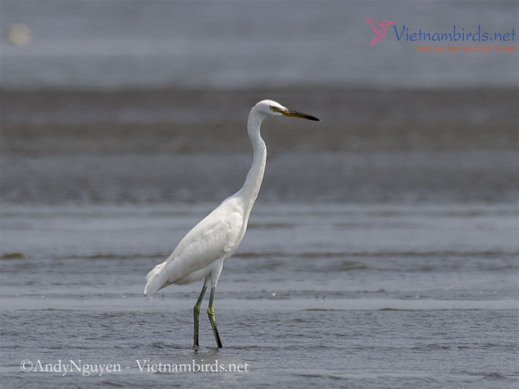 How to Identify for Egret group? - Vietnam Bird Watching and Wildlife Tours