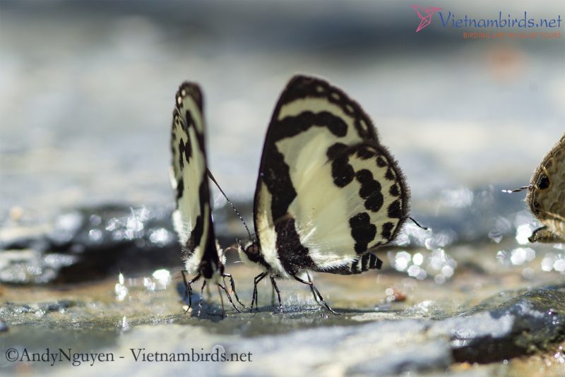 Butterfly photography tours in Vietnam - Vietnambirds.net