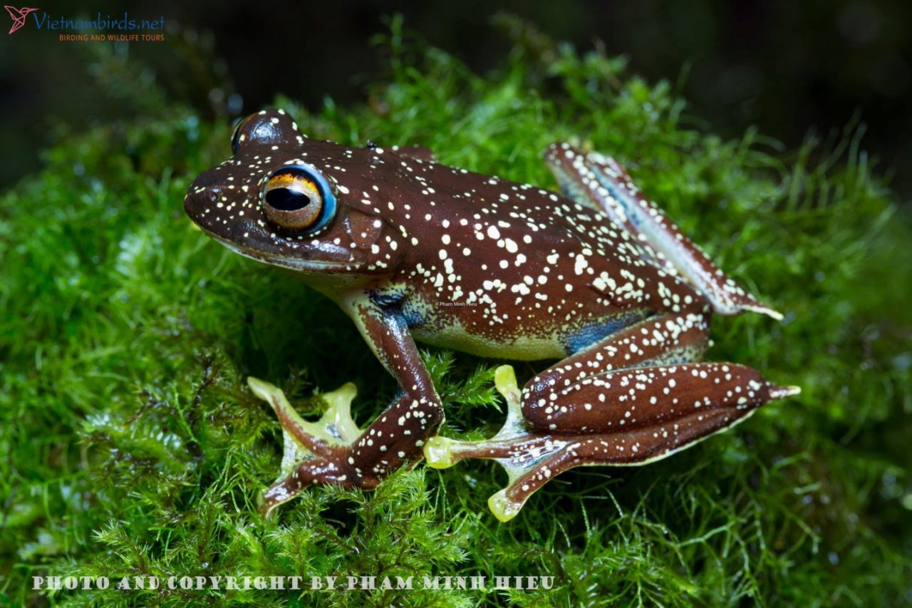 Where are the places to have a good herping trip in Vietnam?