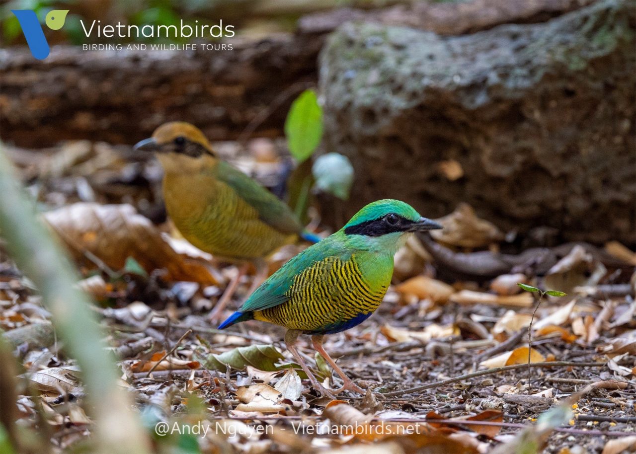 4-day in Cat Tien National park for Wildlife and Birds photography ...